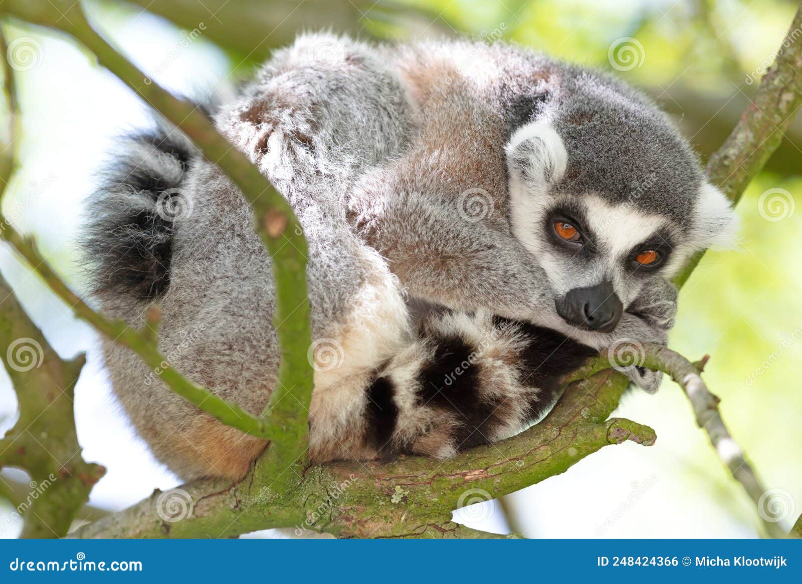 Maki from Afrika Madagascar in Natural Habitat, in a Tree Stock Photo ...