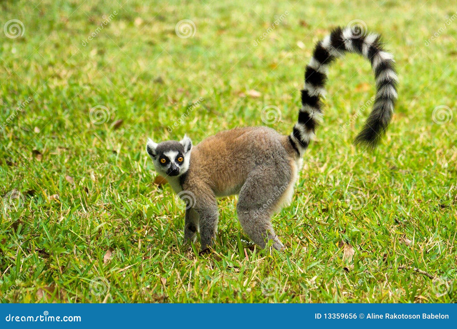 Maki, lemur du Madagascar photo stock. Image du mammifère - 13359656