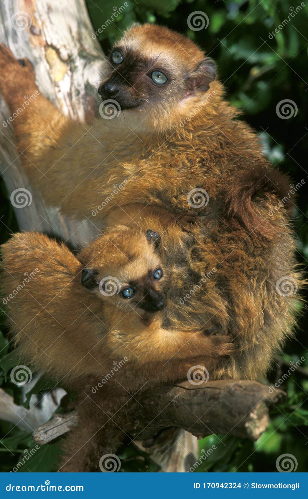 MAKI MACACO eulemur macaco stock photo. Image of length - 170942324