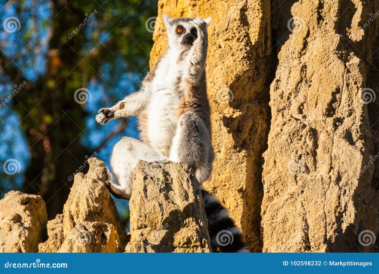 Maki Madagascar stock foto. Image of citroen, bedreigd - 102598232