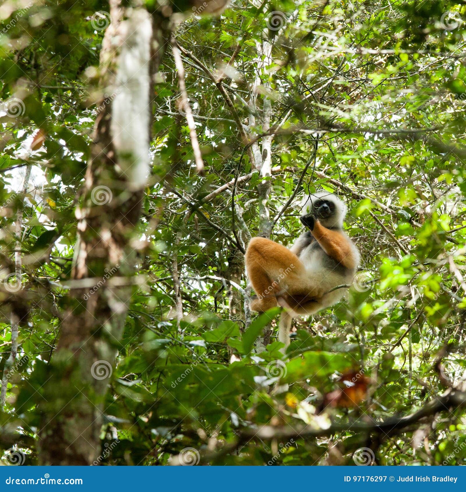 Maki - Madagascar fotografering för bildbyråer. Bild av madagascar ...