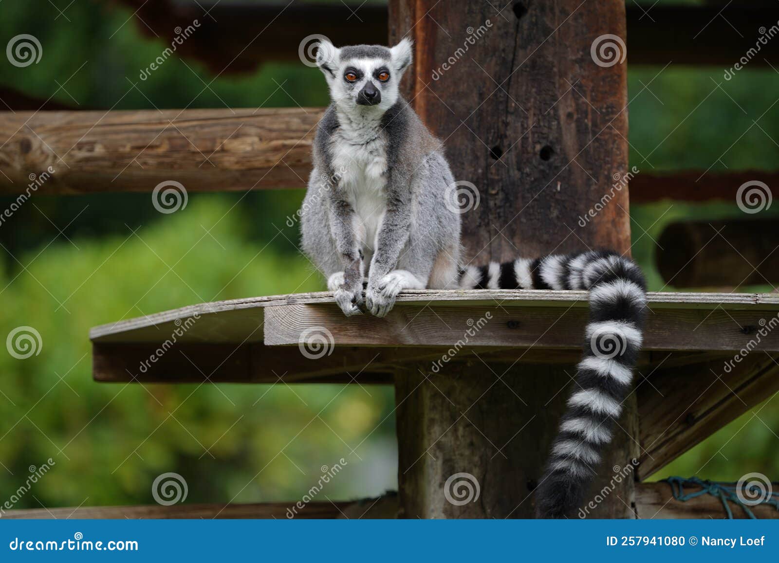 Maki Monkey stock photo. Image of bird, squirrel, tree - 257941080