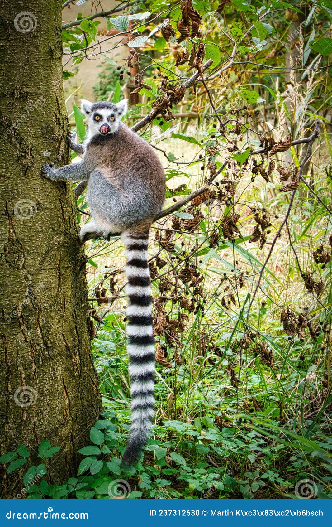 Maki Monkey on Your Tree Looking at the Viewer. Interested and Playful ...