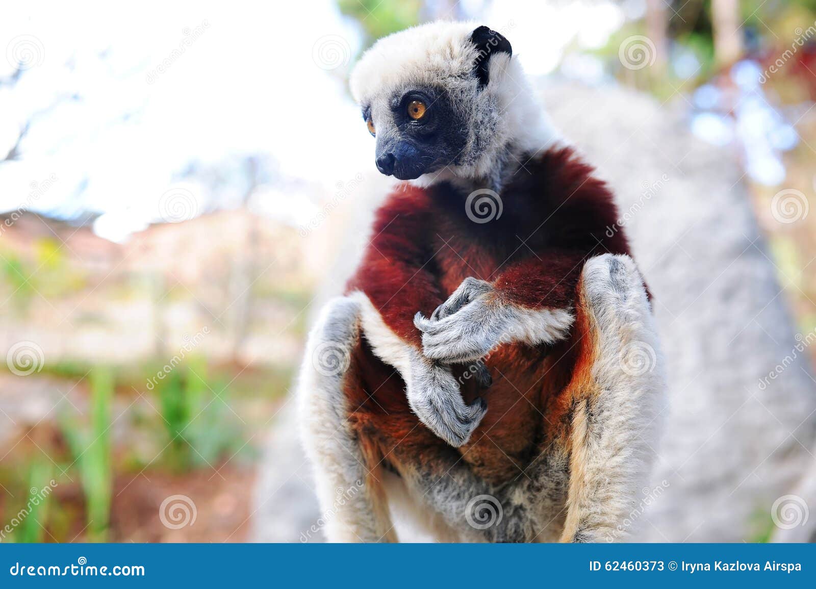 Maki van Madagascar stock afbeelding. Image of leven - 62460373