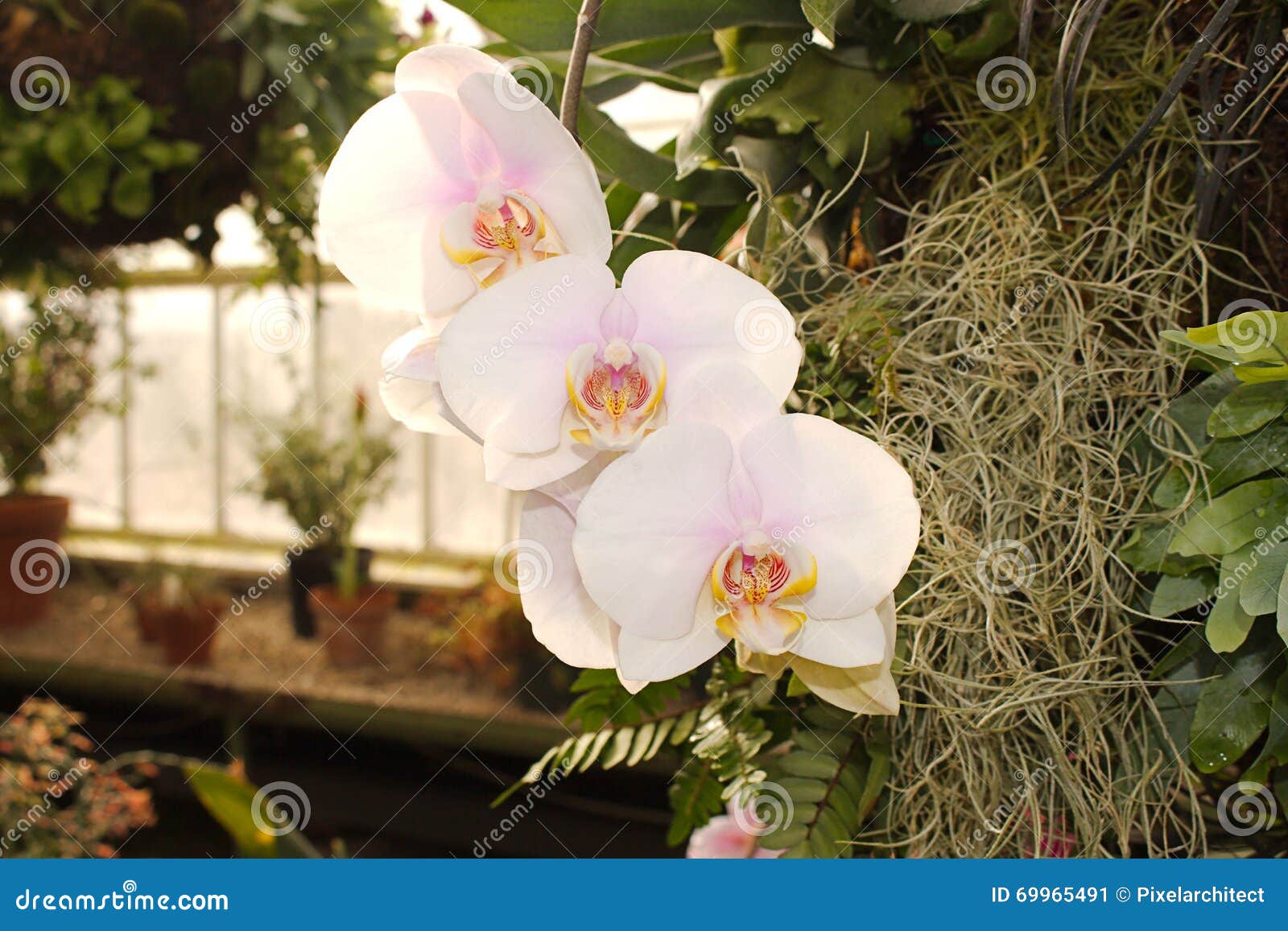 Maki Watanabe Phalaenopsis imagen de archivo. Imagen de pétalos - 69965491