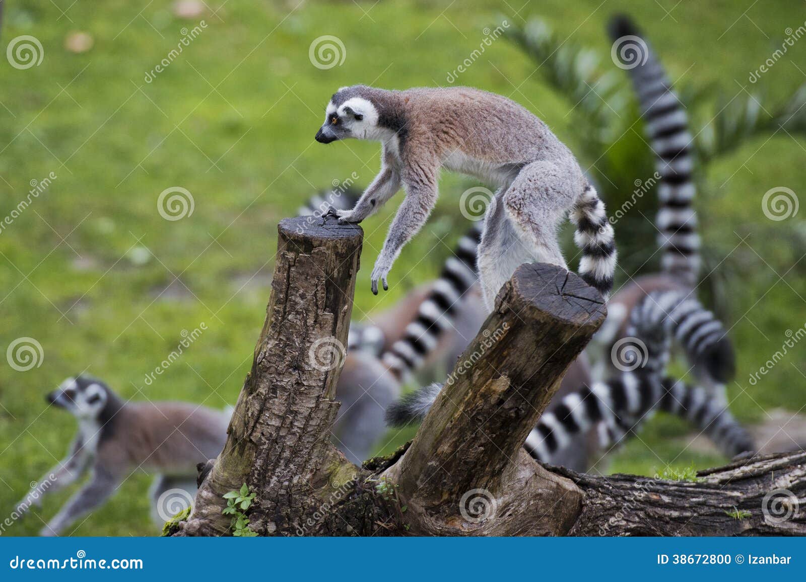 Makiaffe beim Springen stockfoto. Bild von pelz, säugetier - 38672800
