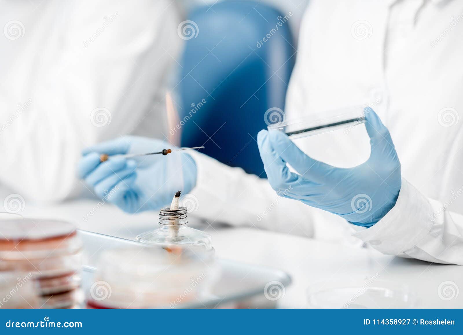 Bacteriological Seeding in Laboratory Stock Image - Image of fire ...