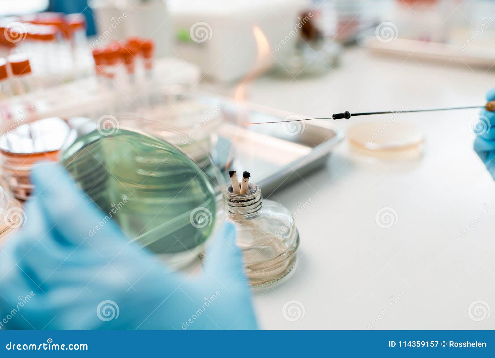 Bacteriological Seeding in Laboratory Stock Image - Image of infectious ...