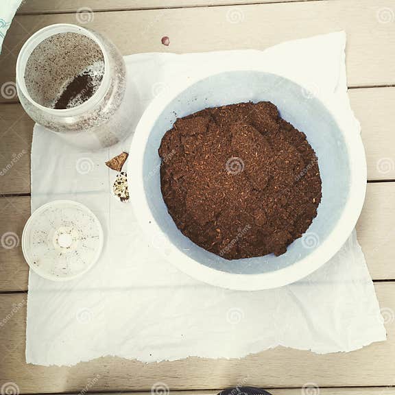 Making beetle birth place stock image. Image of snack - 179855567