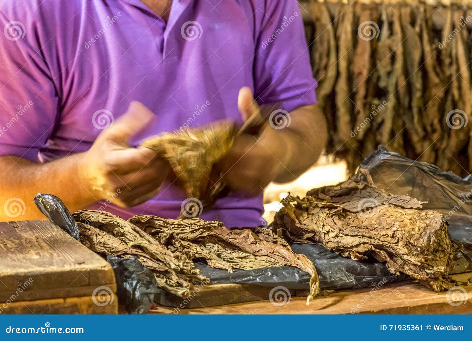 Making Cigars in Vinales, Cuba #1/21 Stock Image - Image of green ...