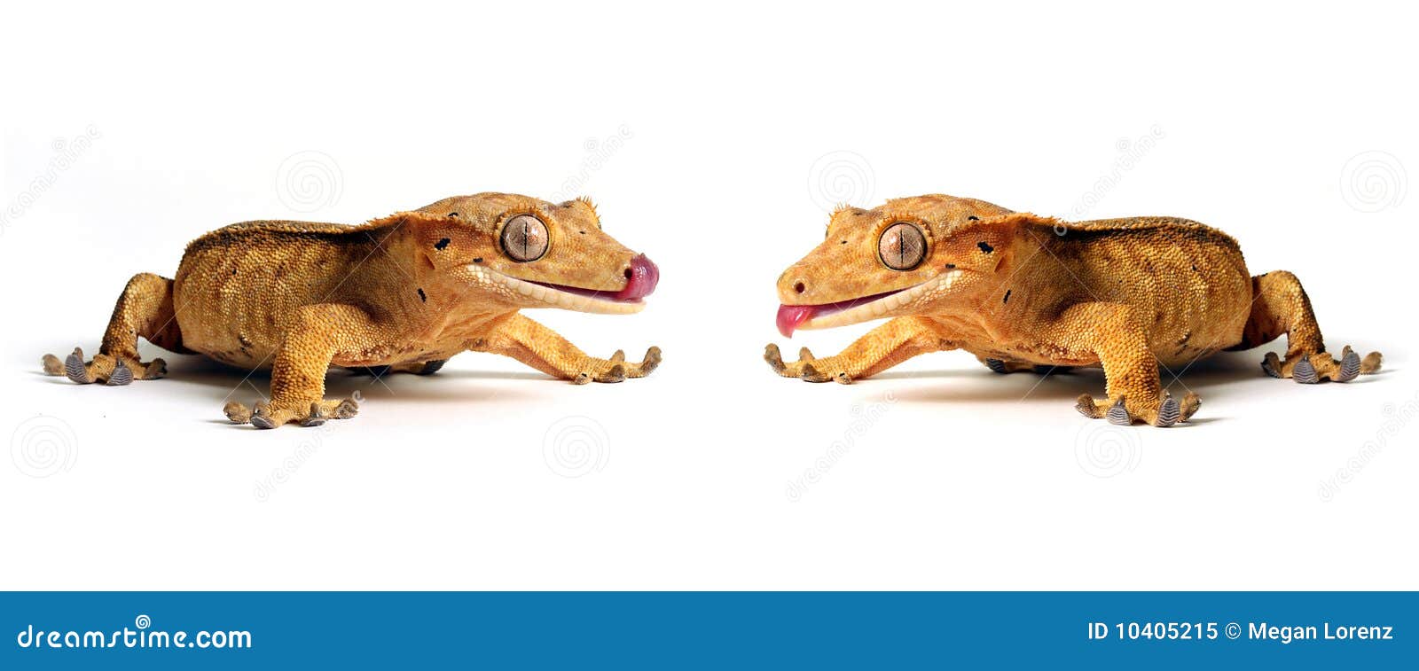 Making Friends stock image. Image of alert, gecko, kissing - 10405215