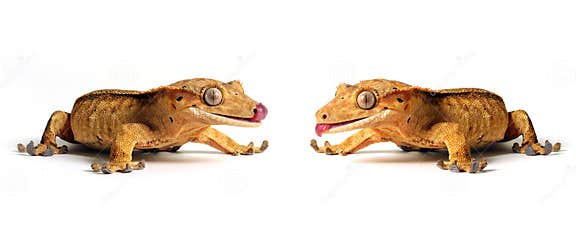 Making Friends stock image. Image of alert, gecko, kissing - 10405215