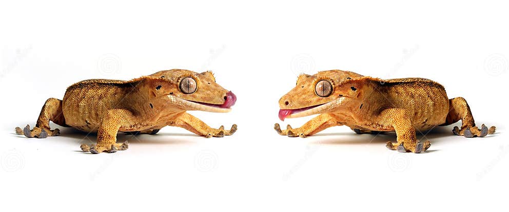 Making Friends stock image. Image of alert, gecko, kissing - 10405215