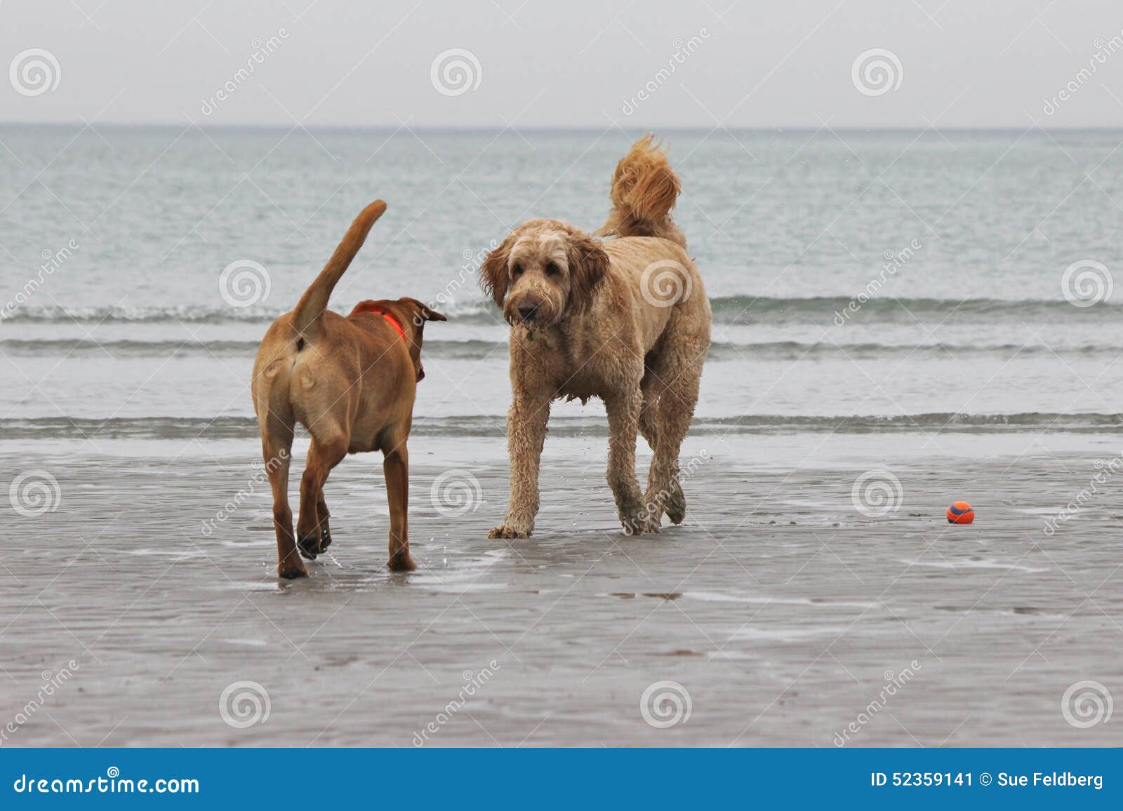 Making Friends stock image. Image of greeting, pets, making - 52359141