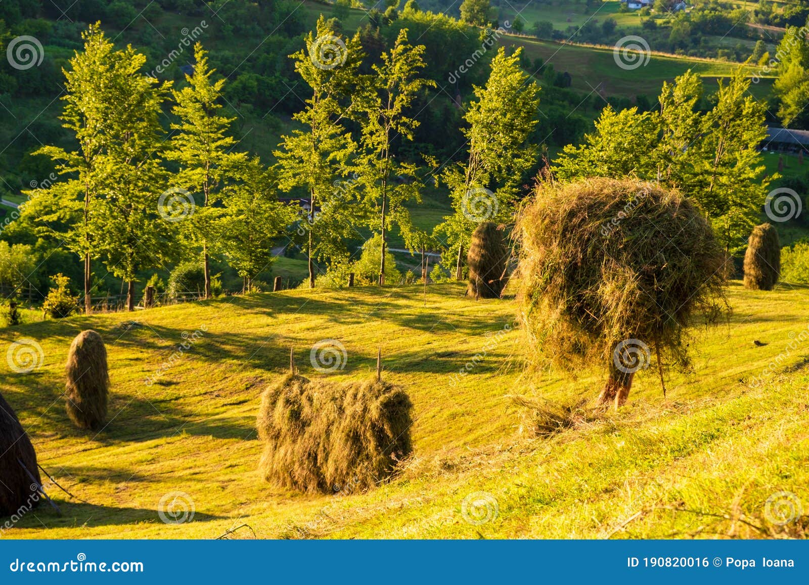 Making Hay Stack. Rural Scene , Transilvania Romania. Stock Photo ...
