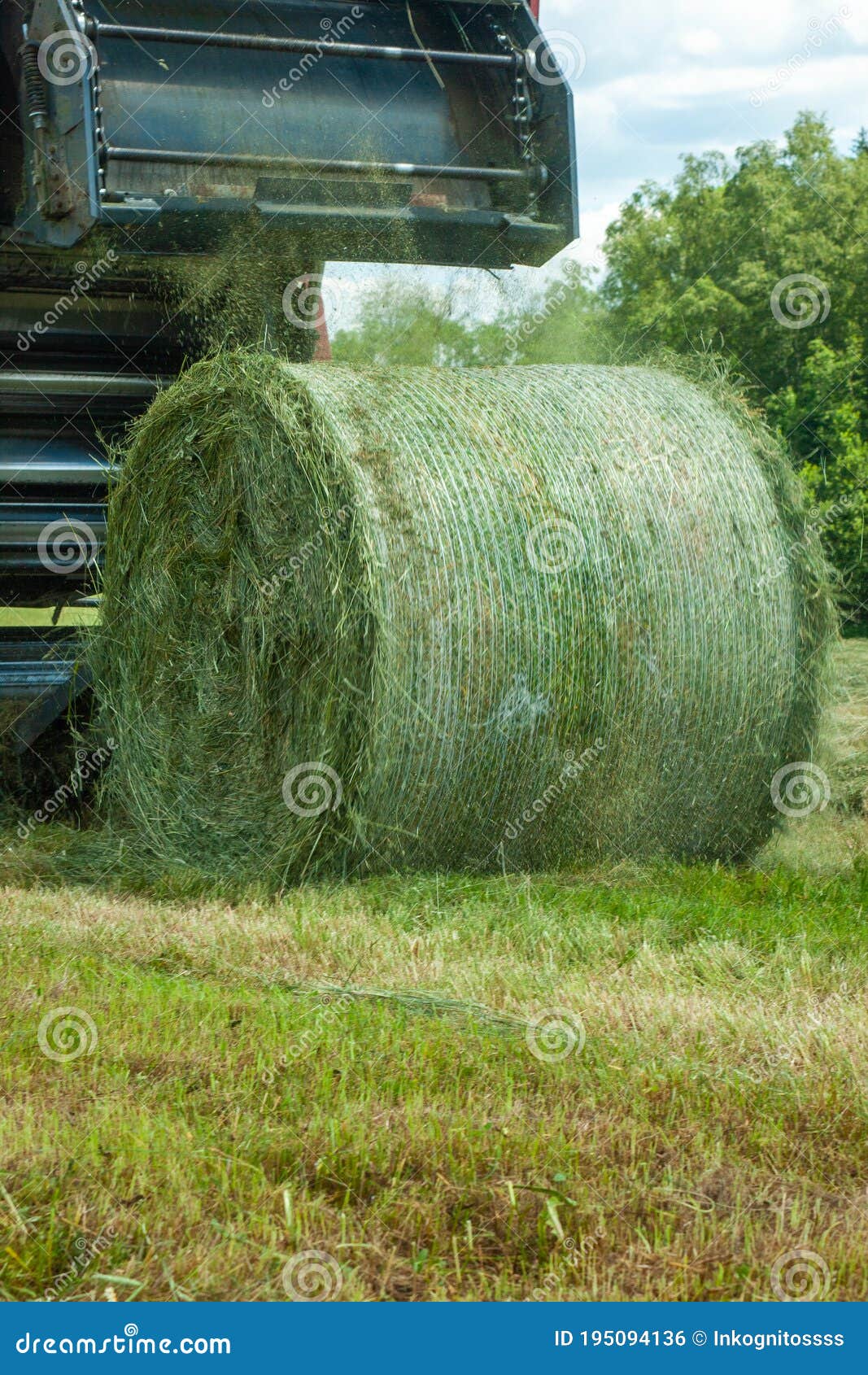 Making Large Roll of Hay for Livestock Stock Photo - Image of field ...