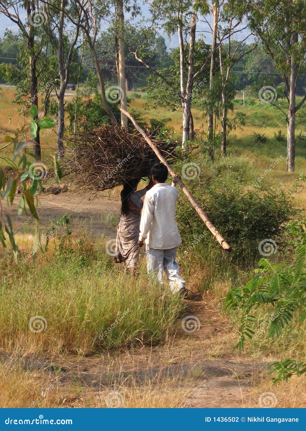 Making a living. stock photo. Image of forests, hard, labor - 1436502