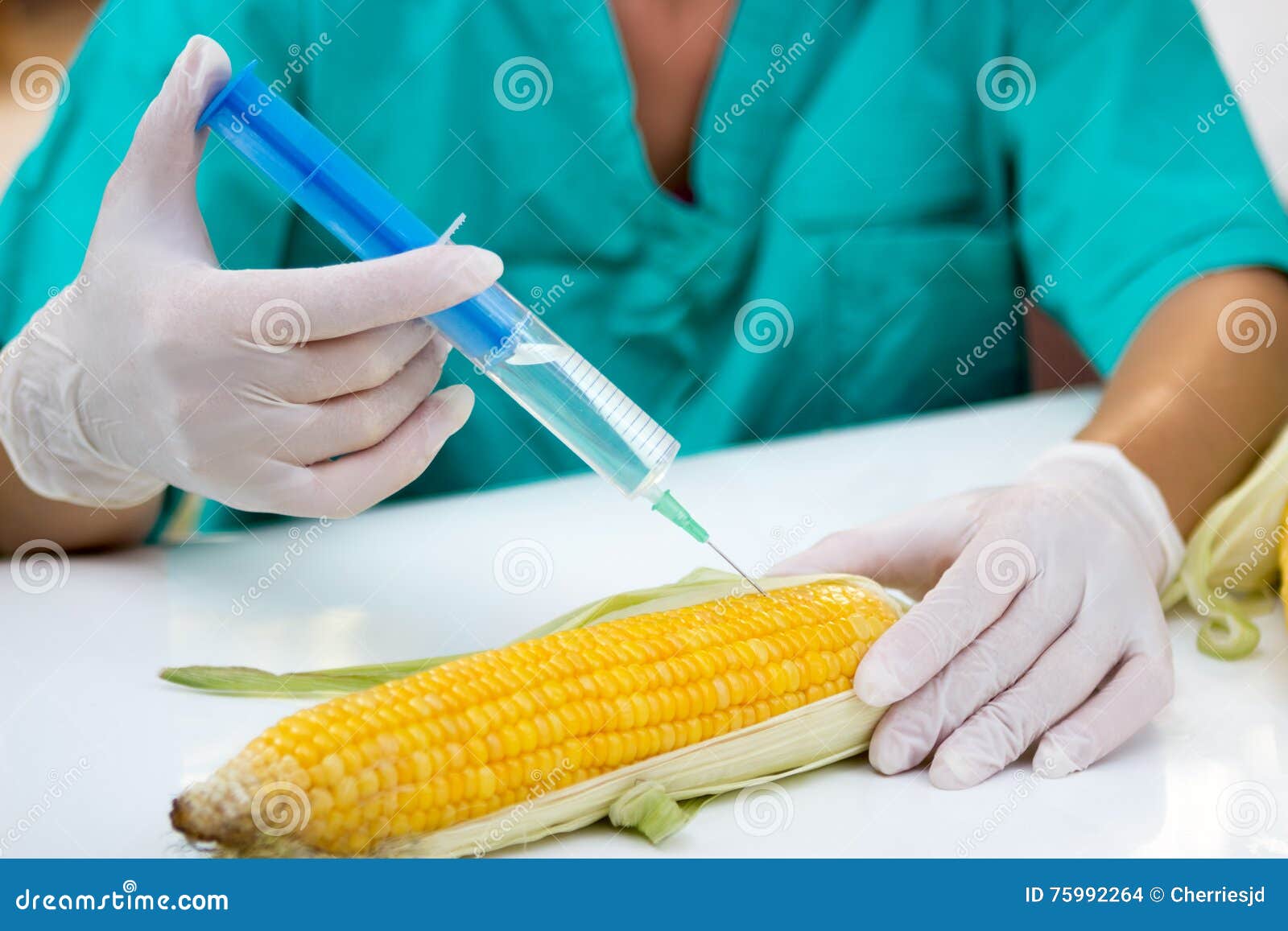 Making modified corn stock photo. Image of glove, injection - 75992264