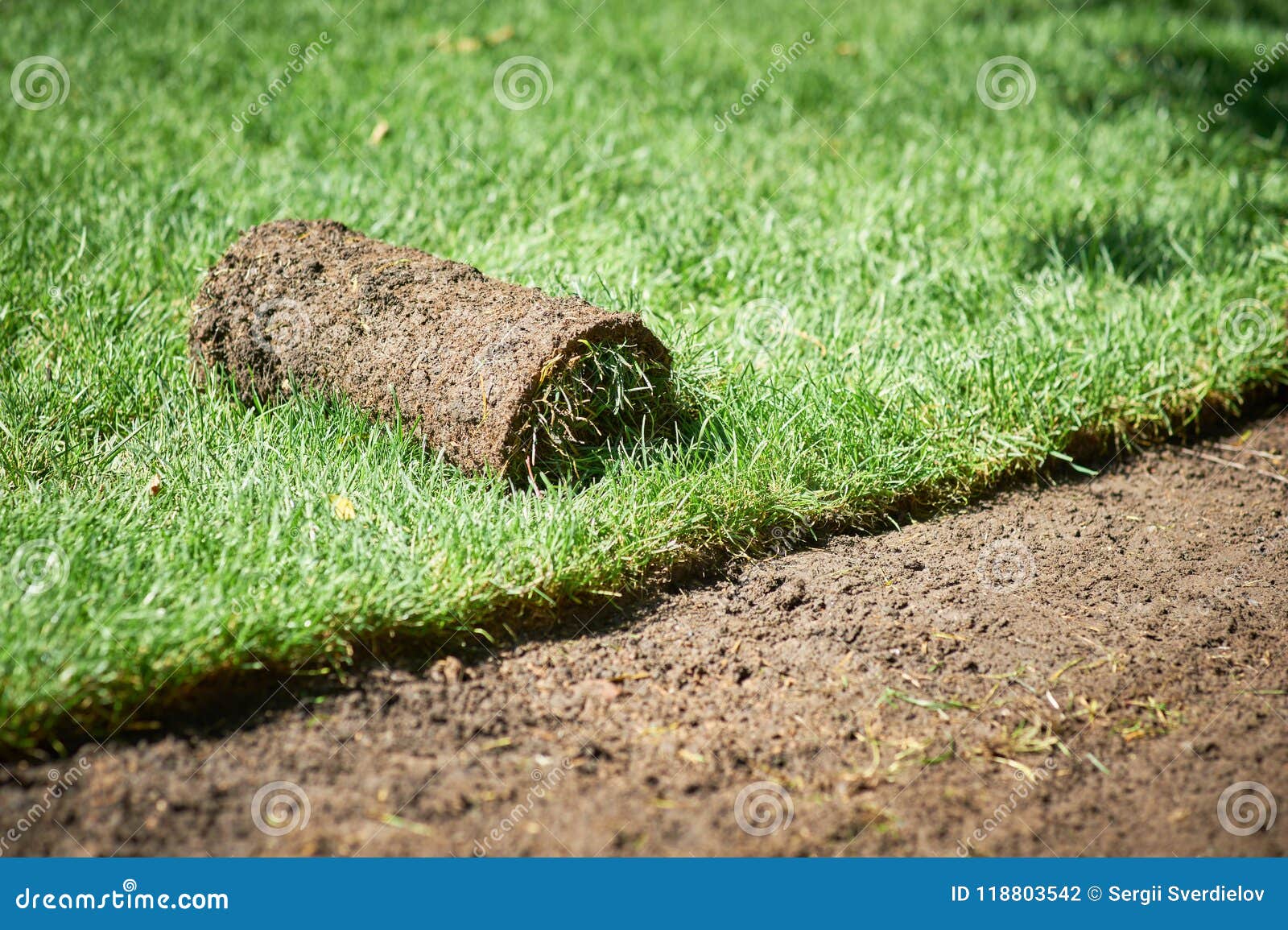 Making New Lawn Using Roll Grass Stock Photo - Image of nature, meadow ...
