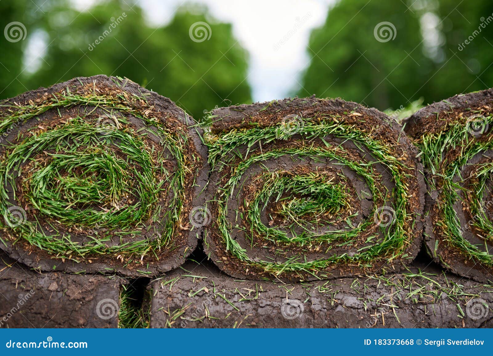 Making New Lawn Using Roll Grass Stock Photo - Image of field ...