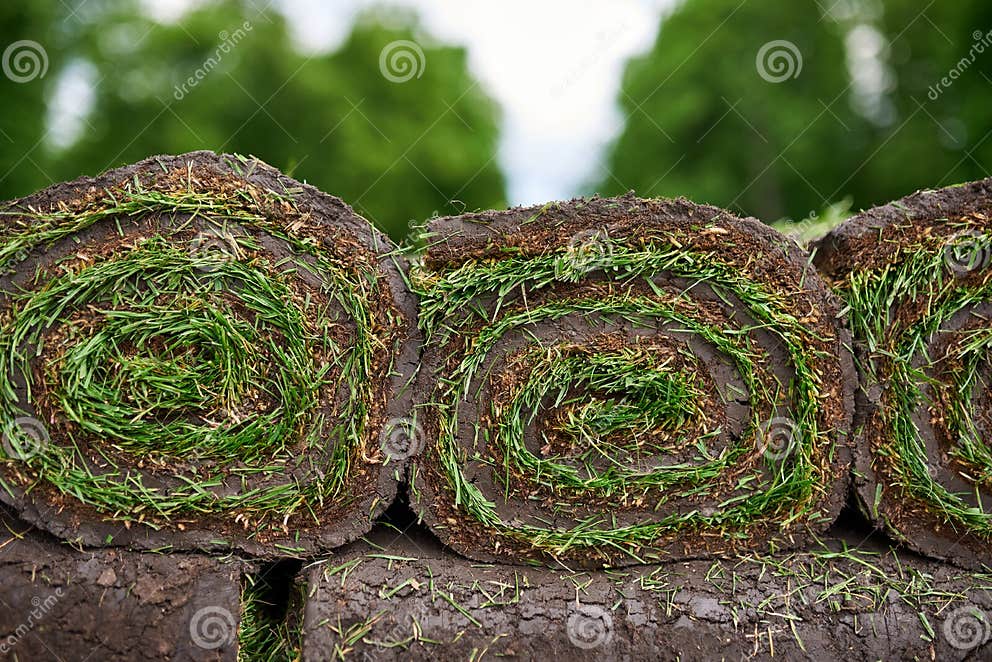 Making New Lawn Using Roll Grass Stock Photo - Image of field ...