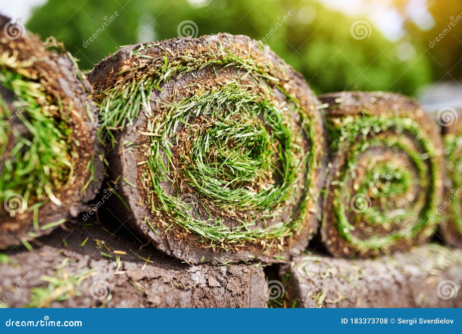 Making New Lawn Using Roll Grass Stock Photo - Image of garden, carpet ...