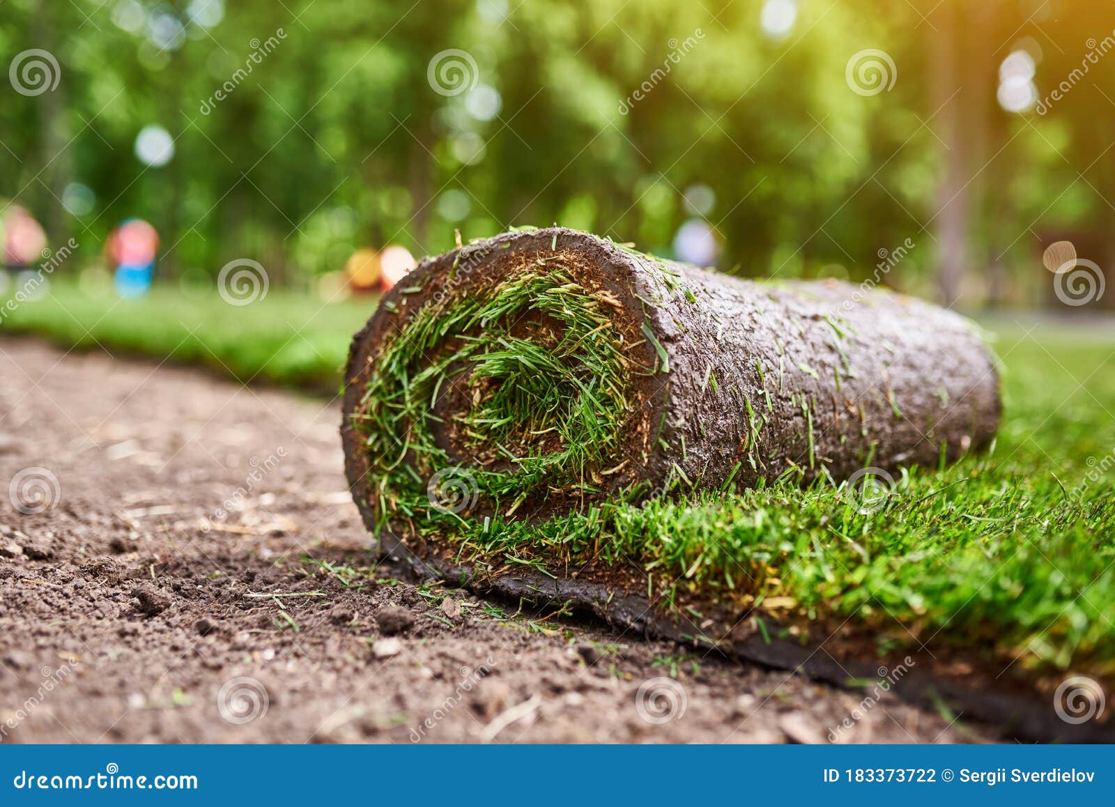 Making New Lawn Using Roll Grass Stock Photo - Image of yard, turf ...