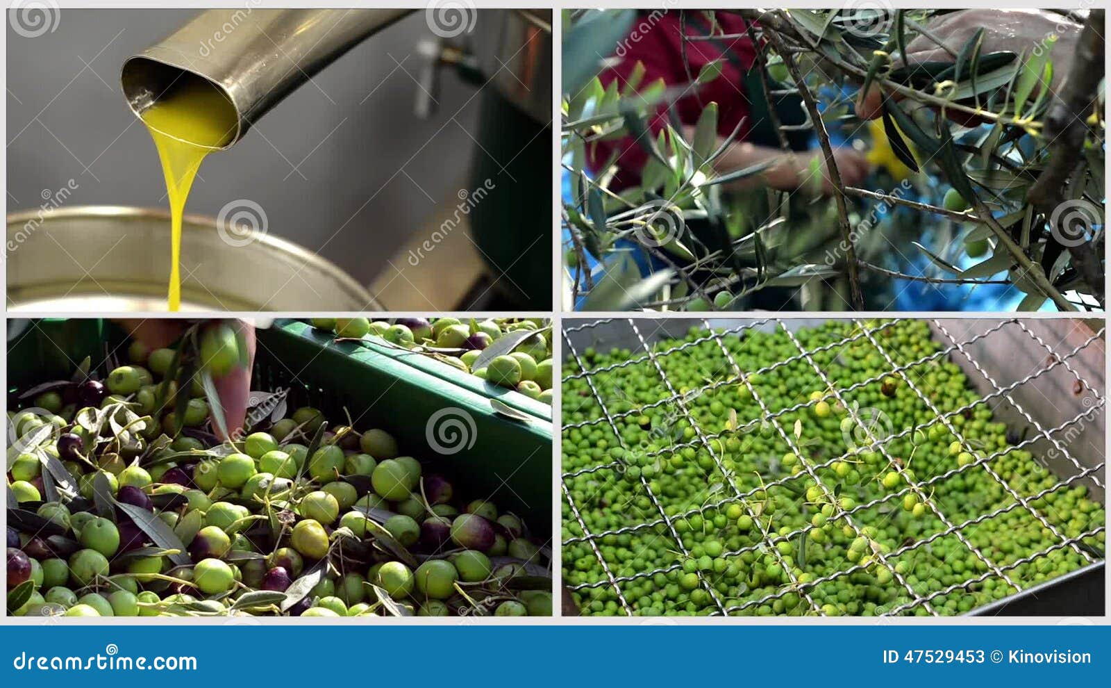 Making Olive Oil with Olives in Mill - Collage Stock Video - Video of ...