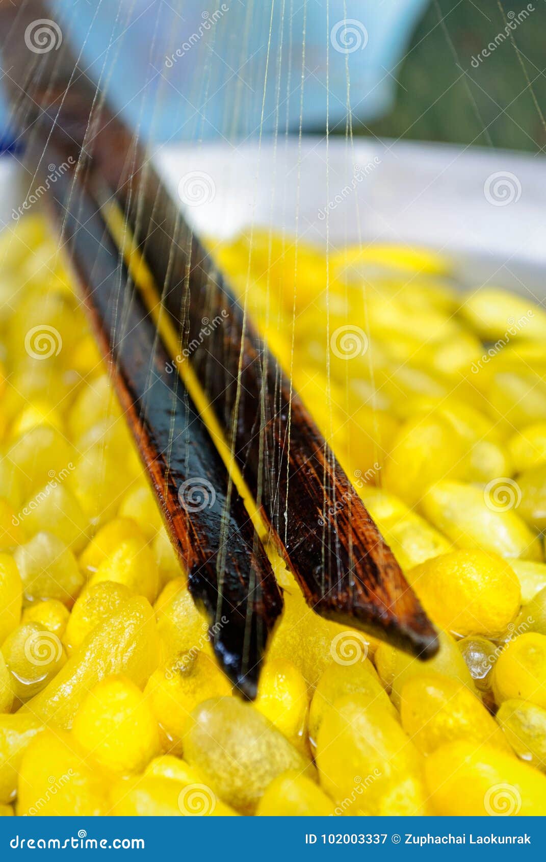 Making Silk Thread by Boiling Silk Cocoon Stock Image - Image of animal ...