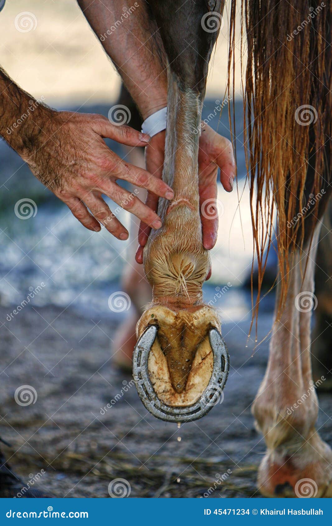 Making sure stock photo. Image of horse, equestrian, hoof - 45471234