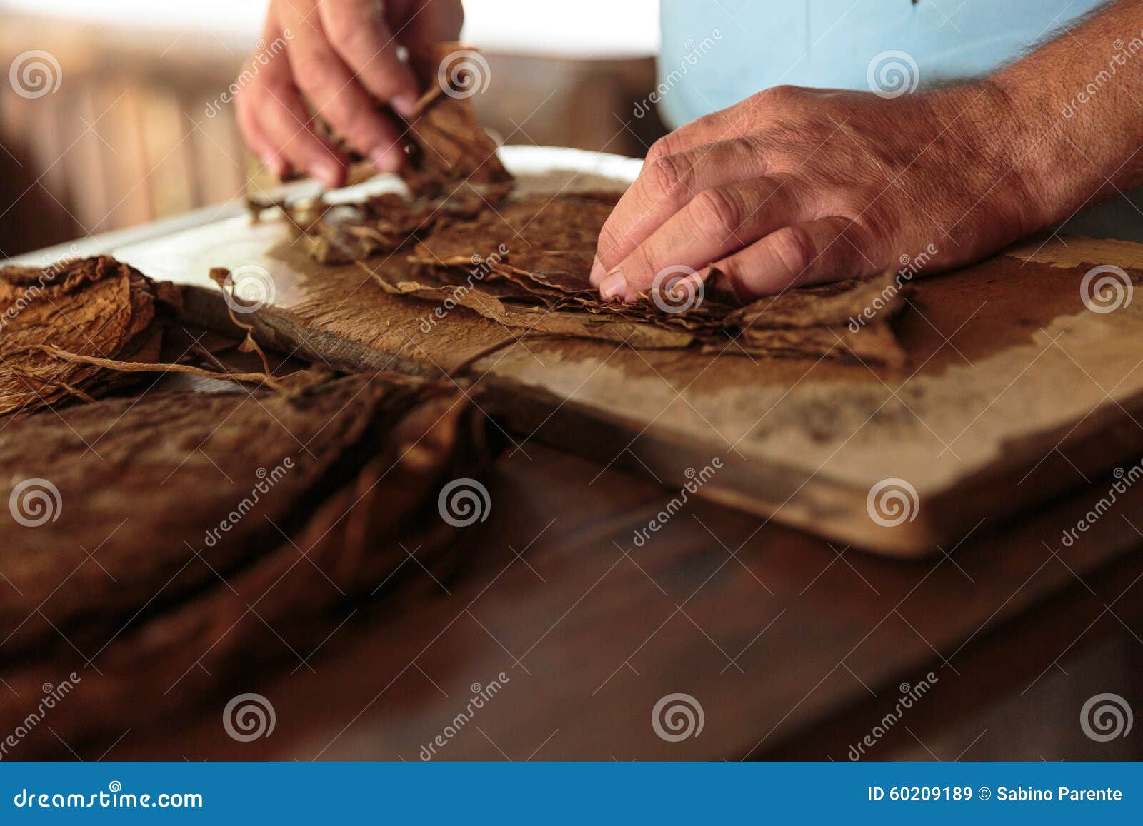 Making of tobacco cigars stock image. Image of nature - 60209189