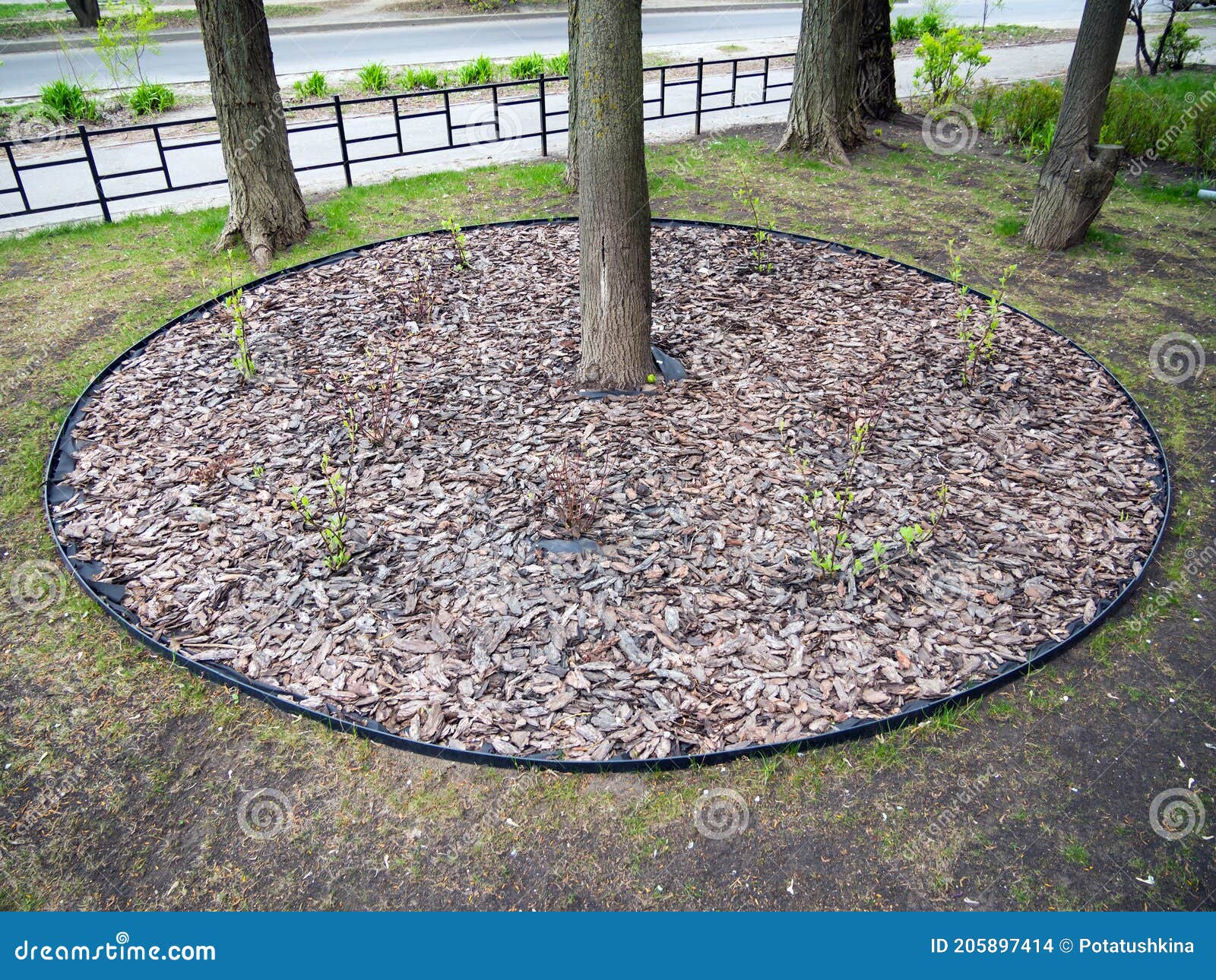 Making the Tree Trunk Circle with Bark Filling Stock Photo - Image of ...
