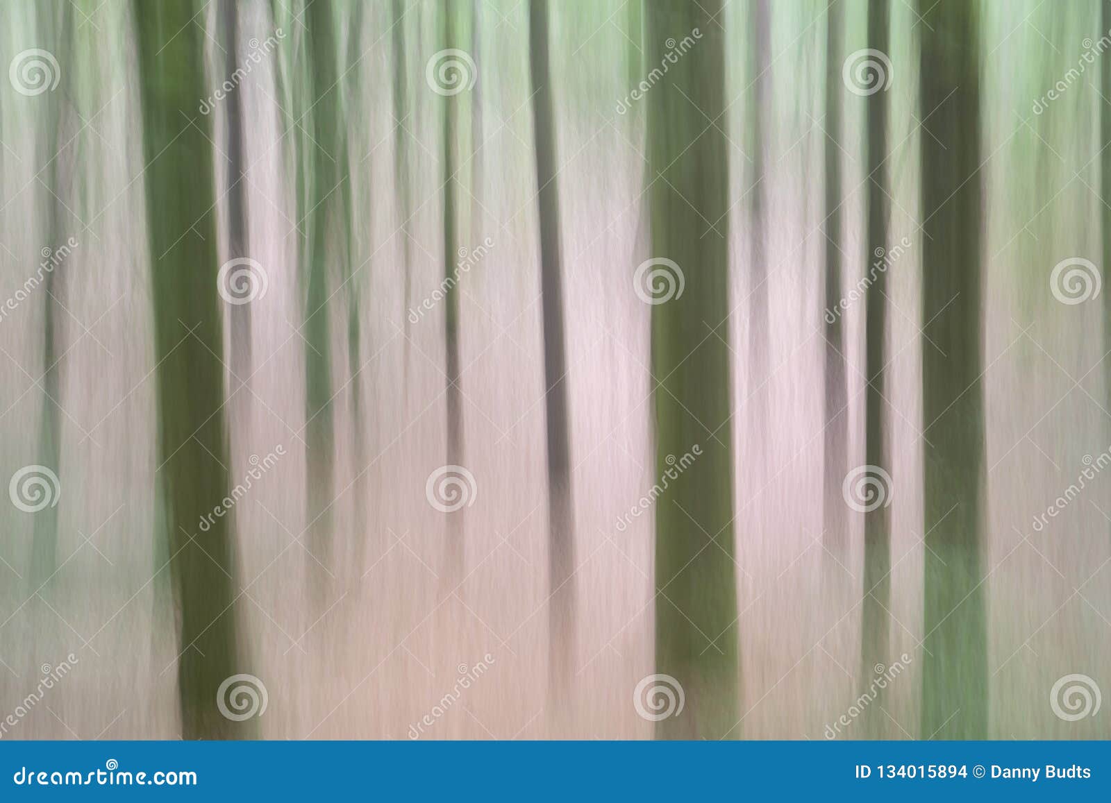 Trees in the Forest Photographed with a Vertical Camera Movement Stock ...