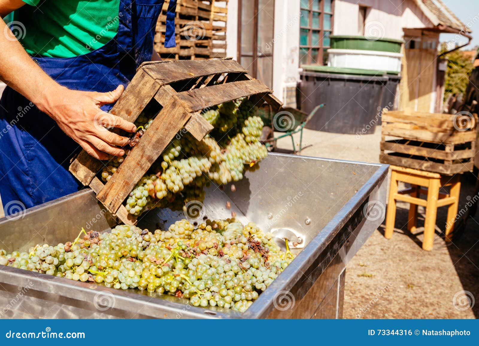 Making Wine stock photo. Image of nature, chardonnay - 73344316