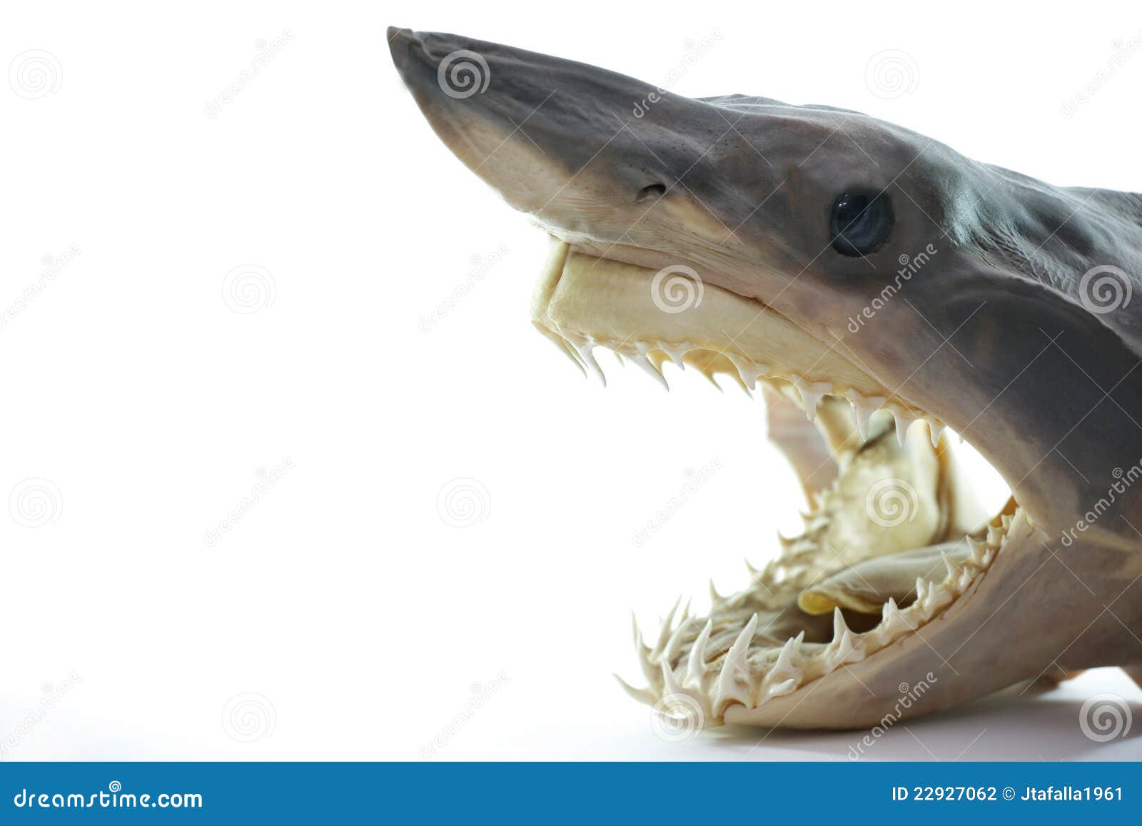 Mako haai stock foto. Image of overzees, kaken, zwemmen - 22927062