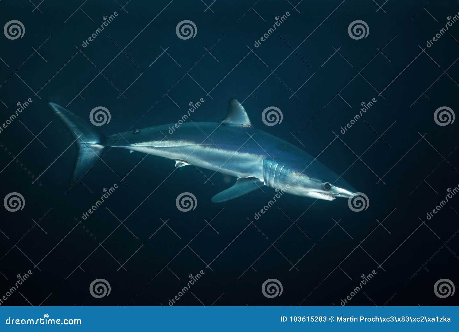 Makohaai, Isurus-paucus, Zuid-Afrika Stock Afbeelding - Image of dier ...