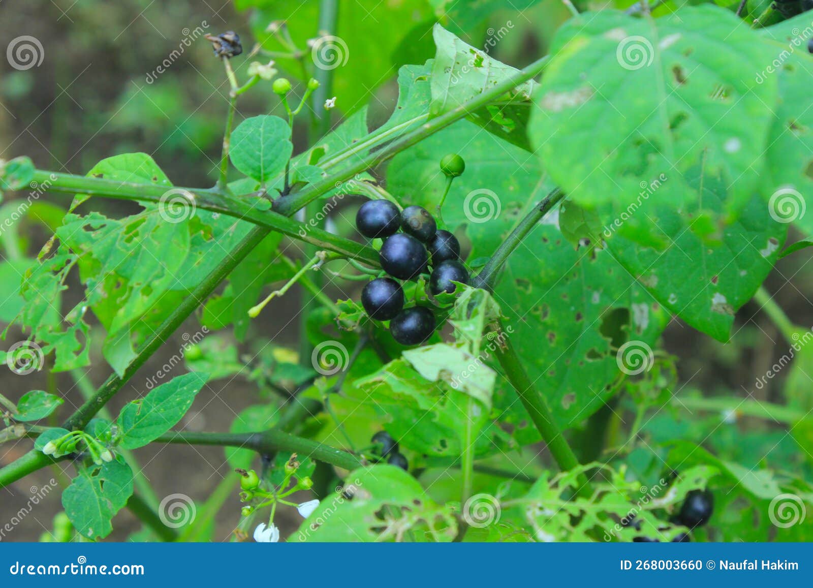 Makoi or Black Nightshade or Solanium Nigrum Stock Photo - Image of ...