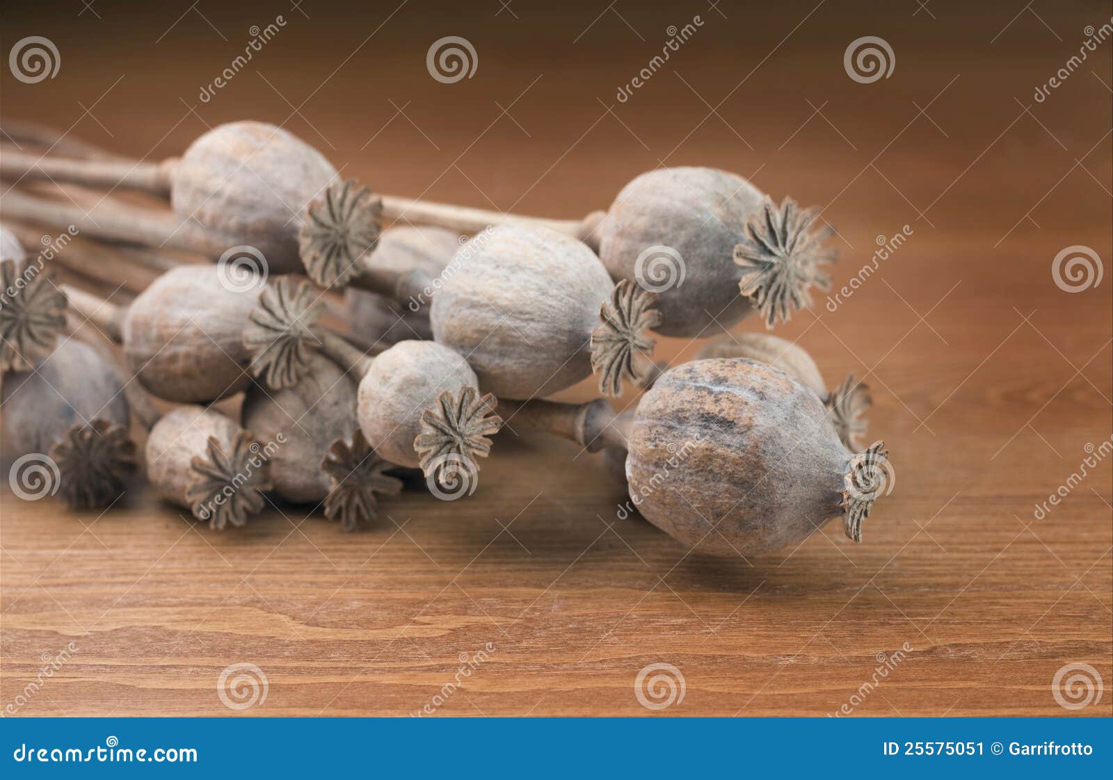 Makovice imagen de archivo. Imagen de nashville, manojo - 25575051