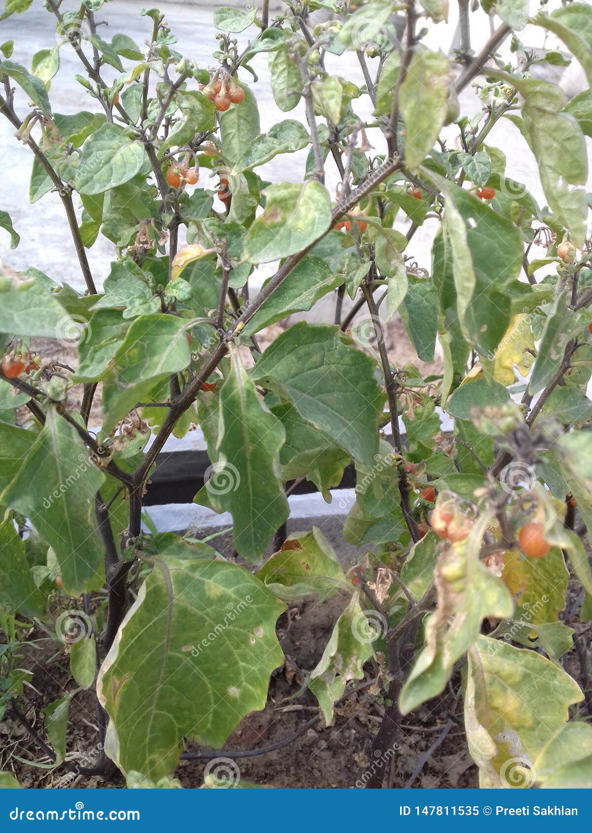 Makoy plants stock image. Image of effective, makoy - 147811535