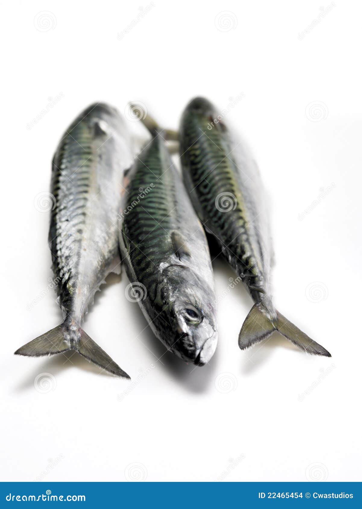 Makrela zdjęcie stock. Obraz złożonej z ryba, makrela - 22465454