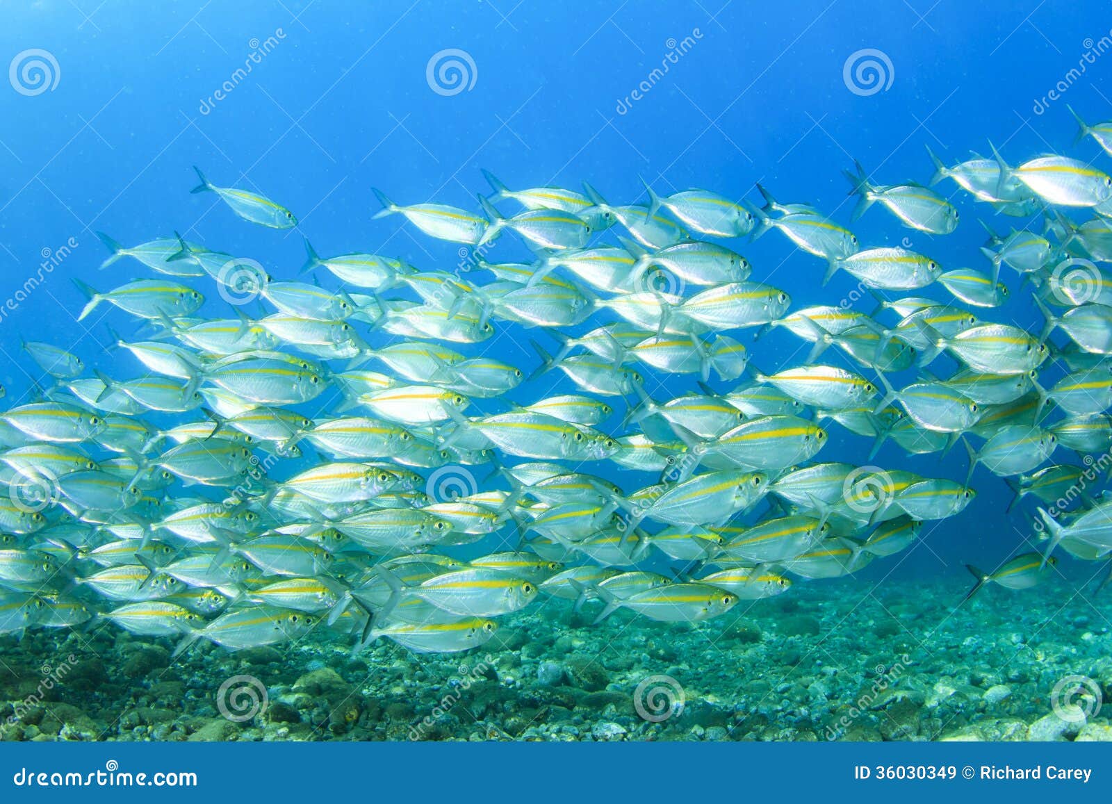 Makrelen-Fische stockbild. Bild von philippinen, wildnis - 36030349