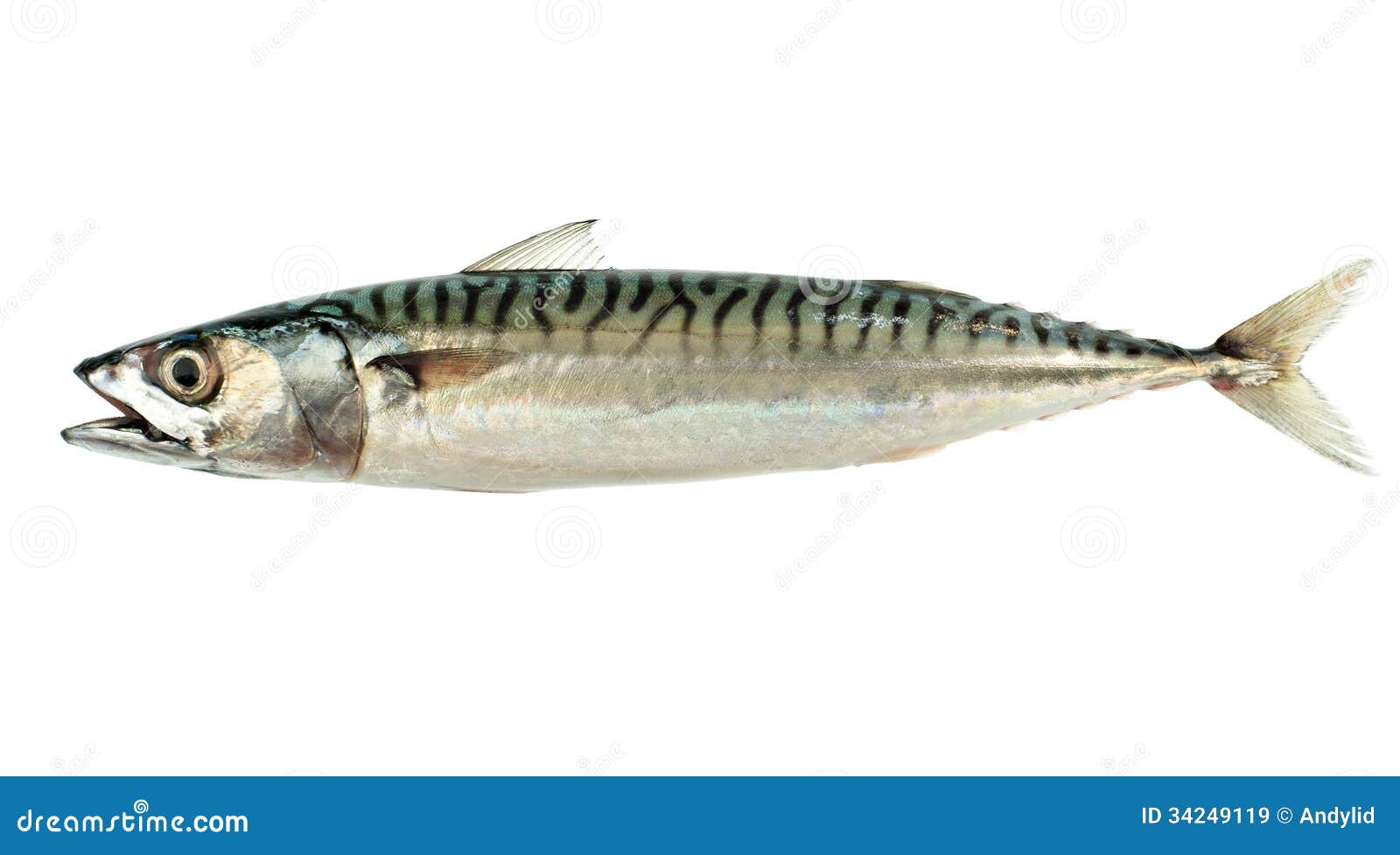 Makreli ryba obraz stock. Obraz złożonej z target65, ocean - 34249119