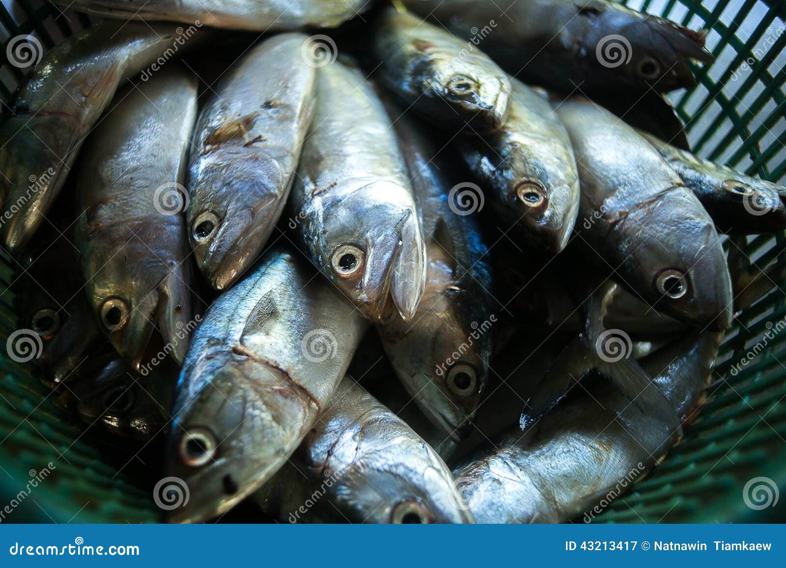 Makrillfisk fotografering för bildbyråer. Bild av sill - 43213417