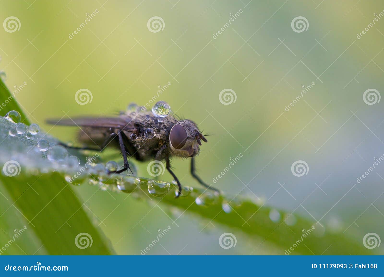 Makro stock image. Image of orange, little, creepy, insect - 11179093