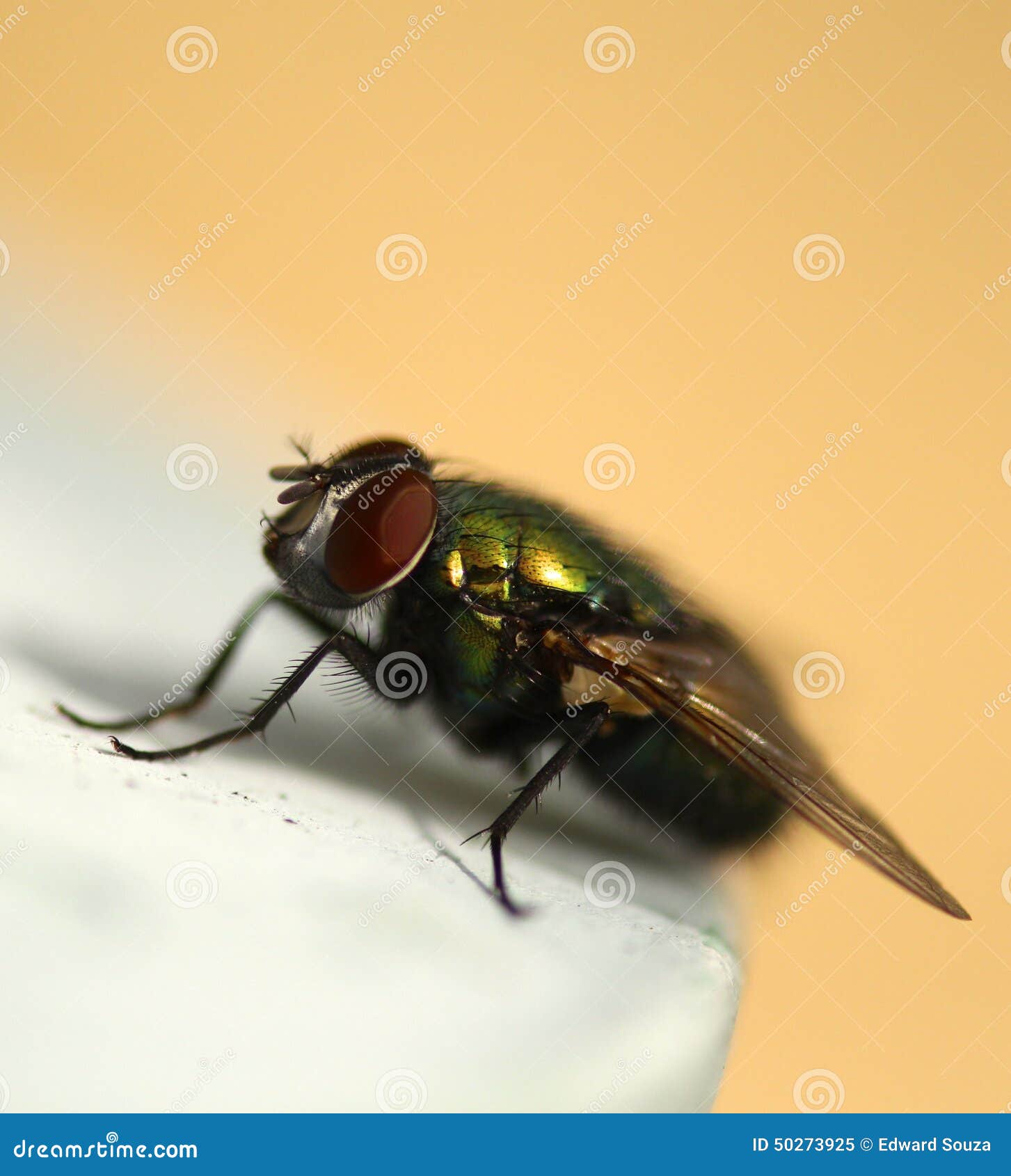 Makro av flugan fotografering för bildbyråer. Bild av stänga - 50273925