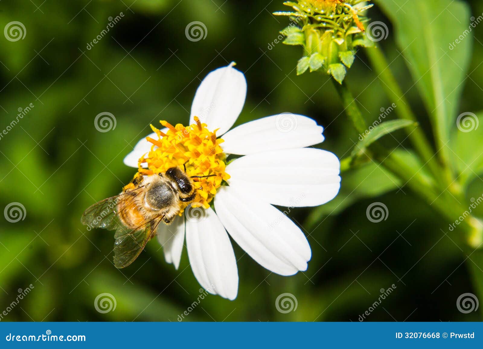 Makro der Biene auf Blume stockfoto. Bild von summen - 32076668