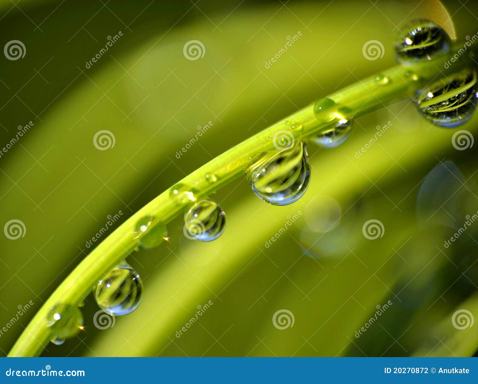 Makro der Wassertropfen stockfoto. Bild von garten, wachstum - 20270872