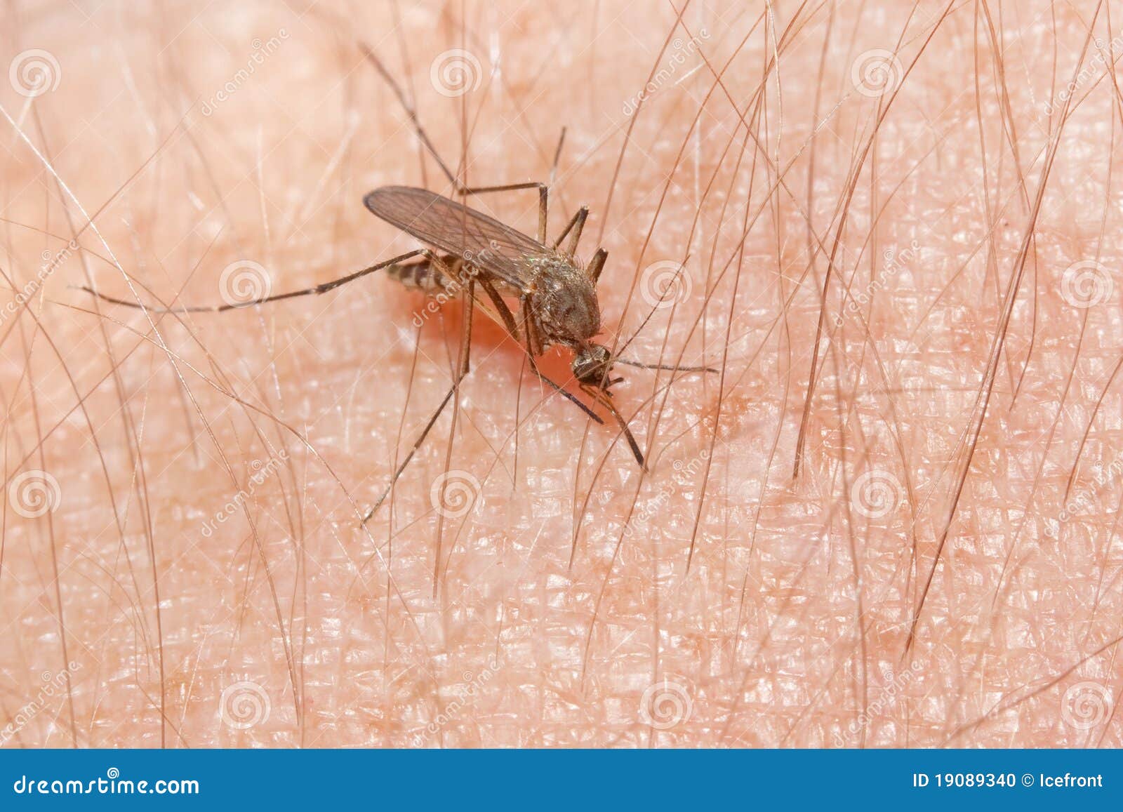 Makro des Moskitos stockfoto. Bild von führen, makro - 19089340