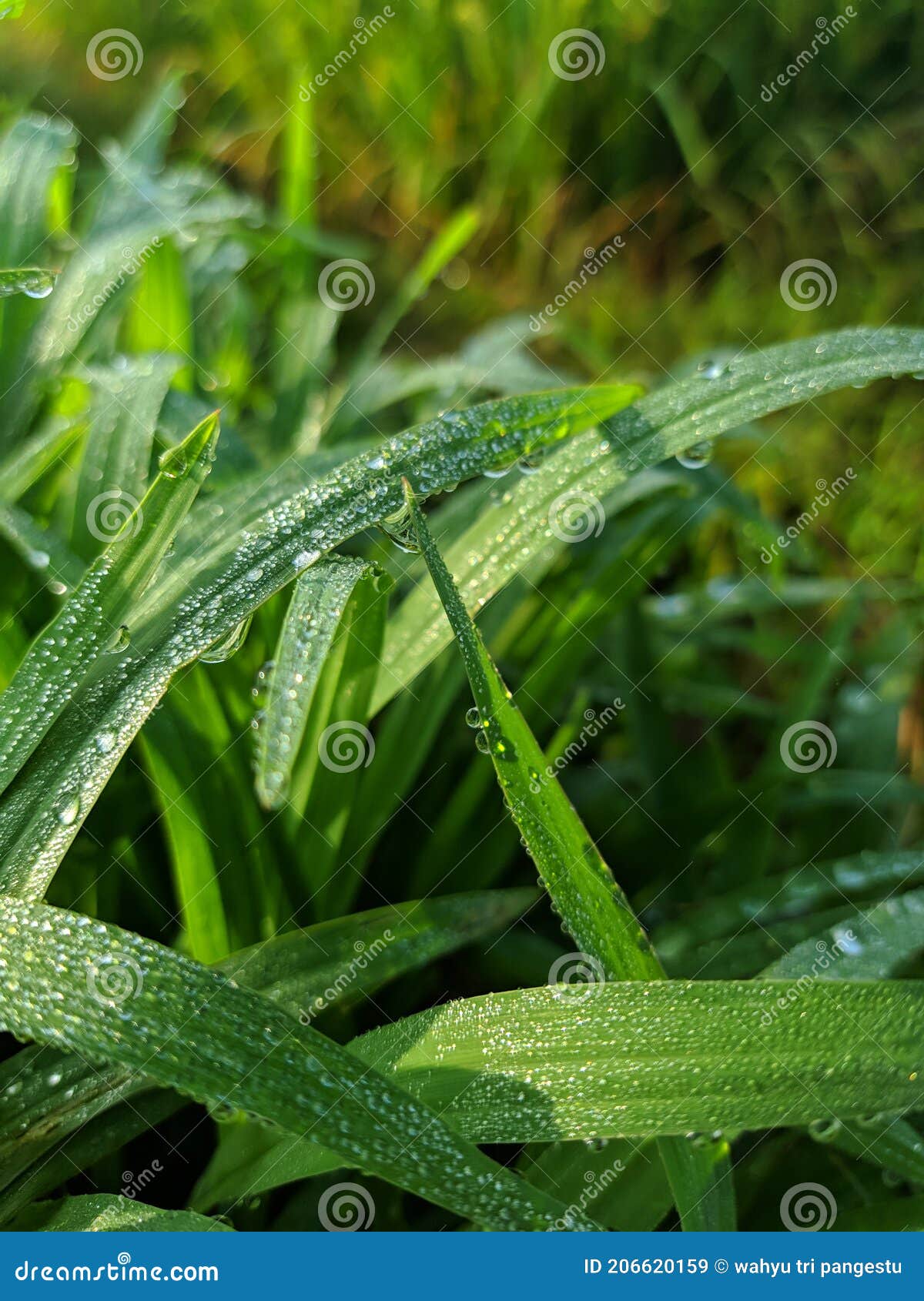Grass stock image. Image of nopeople, zoom, morning - 206620159