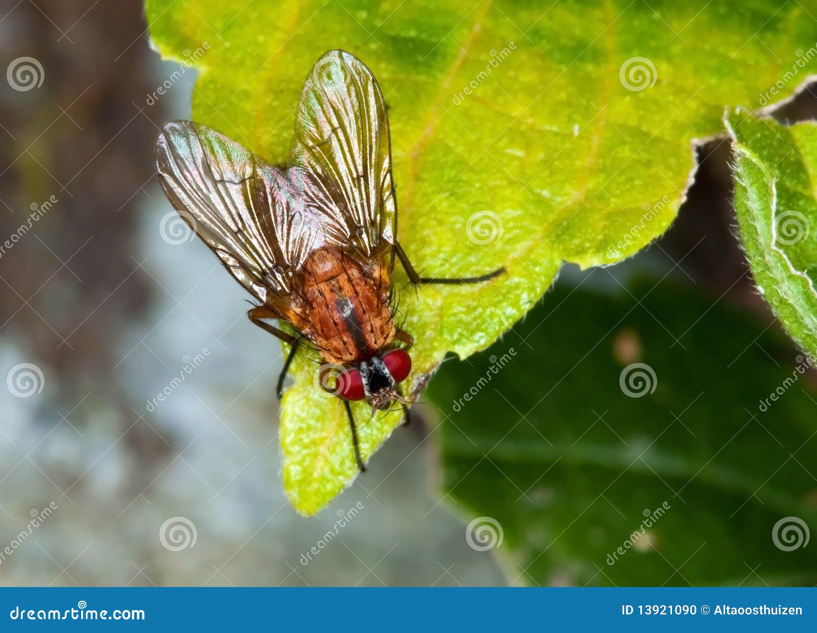 Makro einer braunen Fliege stockfoto. Bild von plage - 13921090
